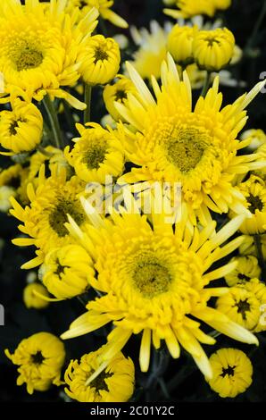 Many vivid yellow Chrysanthemum x morifolium flowers in a garden in a ...