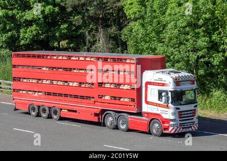Live animals in transit; Haulage delivery trucks, lorry, transportation ...