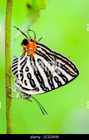 Close up Cigaritis Syama beautiful butterfly with white orange red ...