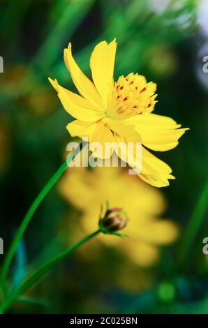 The beautiful of Sulfur Cosmos or Yellow Cosmos and green leaf is ...