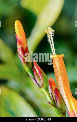 sanchezia speciosa or shrubby whitevein Stock Photo - Alamy
