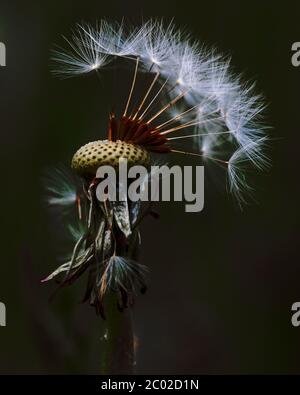 bright open dandelion flower head showing minute details of each ...