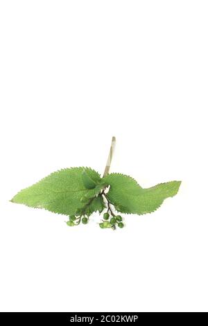 Fresh green Bei Xuan Shen on a light-coloured background Stock Photo ...