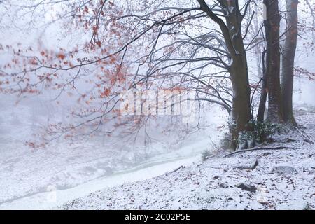 blurred beech in winter mountains at long exposure, Germany Stock Photo ...