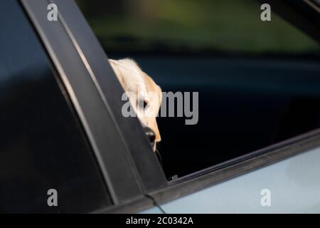 Labrador retriever puppy dog peeks out of window while waiting for ...