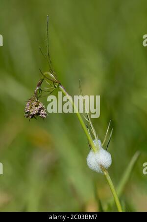 Cuckoo spit is a white frothy liquid secreted by the immature nymphs of ...