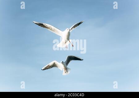 Two seagulls flying against blue sky Stock Photo - Alamy