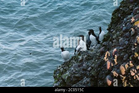 Flock of black and white Razorbill or Razor-billed Auk - Alca torda ...