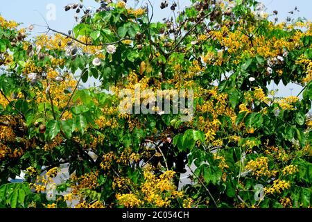 Soft focus of Blooming yellow Burma padauk flowers, Burmese Rosewood ...