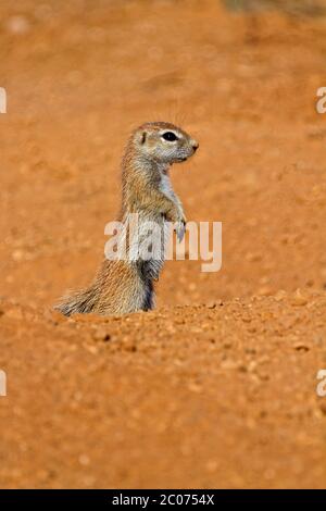 Namibia, squirrel standing in sand eating Stock Photo - Alamy