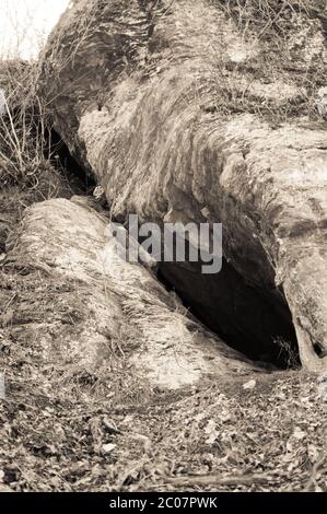 The porcupine's den Stock Photo - Alamy