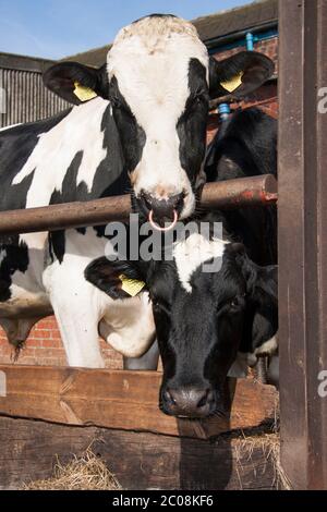 Black bulls and cows on the farm, cows in background. Cows,Bulls in ...