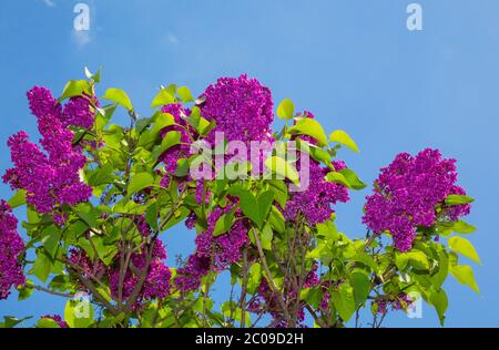 Lilac flowers on a bush in front of an house in England Stock Photo - Alamy