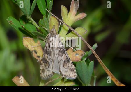 Lucerne Moth (Nomophila nearctica Stock Photo - Alamy
