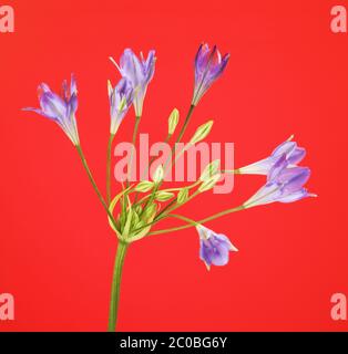 fresh brodiaea flower, cluster-lily, on blue background Stock Photo - Alamy