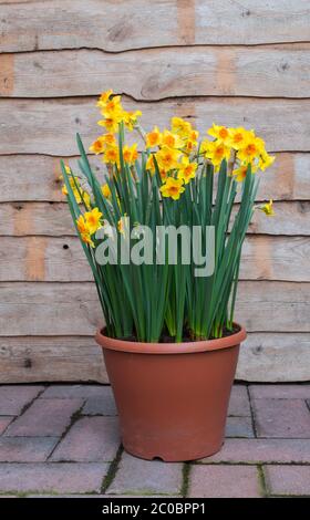 Narcissus Fortune (Large cupped Daffodil) flowers Stock Photo - Alamy