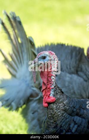 WILD TURKEY head detail Meleagris gallopavo Florida, USA Stock Photo ...