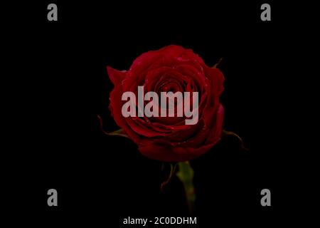 Macro, Close up of classic Explorer roses variety, studio shot Stock ...