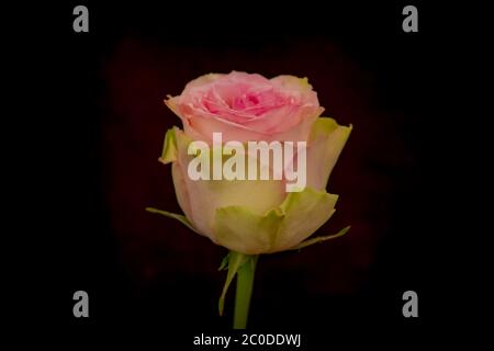 Close up of a bouquet of Esperance roses variety, studio shot, pink ...