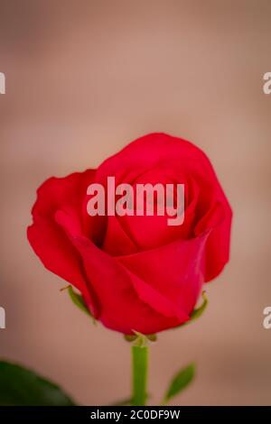 Close up macro of Hot Explorer roses variety, studio shot Stock Photo ...