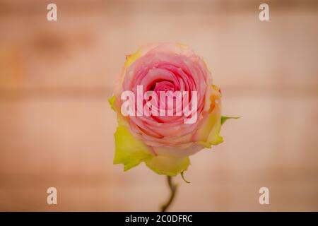 Close up of Esperance roses variety, studio shot Stock Photo - Alamy