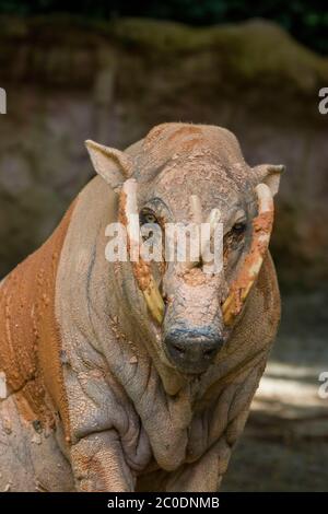 a male Buru babirusa stands alone. It is a wild pig-like animal native ...