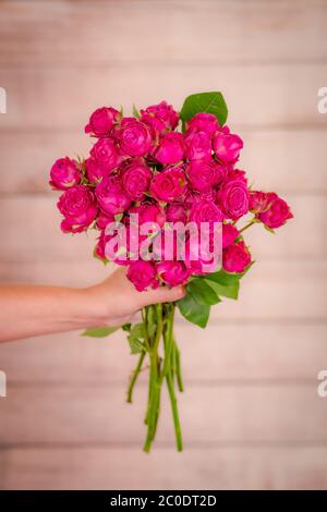 Women hand holding a bouquet of classic Explorer roses variety, studio ...