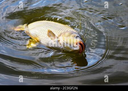 Catching carp bait in the water close up Stock Photo - Alamy