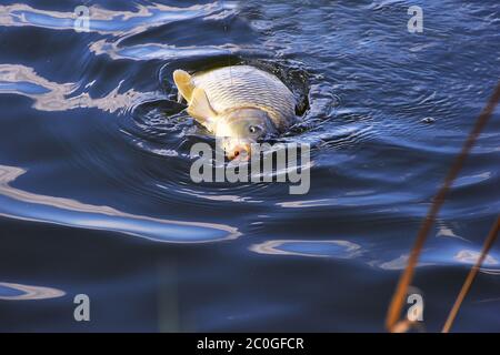Catching carp bait in the water close up Stock Photo - Alamy