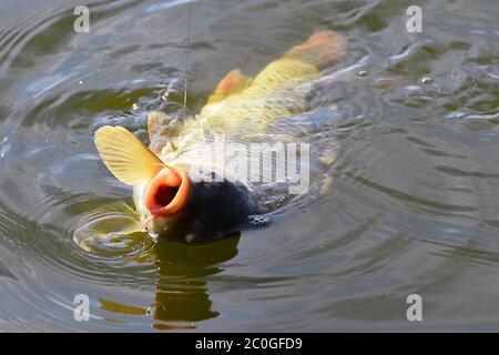 Catching carp bait in the water close up Stock Photo - Alamy