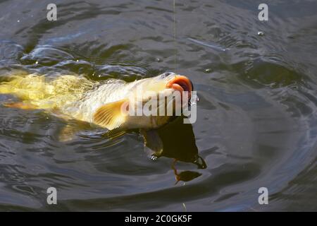 Catching carp bait in the water close up Stock Photo - Alamy