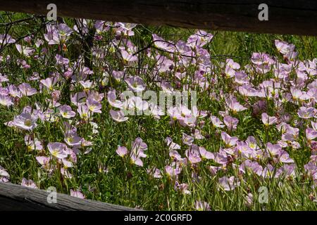 california poppys through wooden rail fence Stock Photo - Alamy