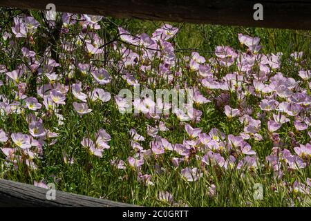 california poppys through wooden rail fence Stock Photo - Alamy