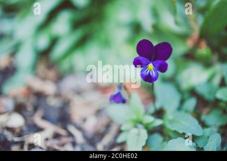 close-up of pansey plant outdoor in sunny backyard shot at shallow ...