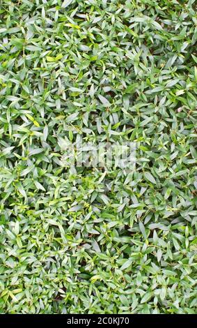 Myrtle leaves full frame Myrtus communis, Mediterranean medicinal plant ...