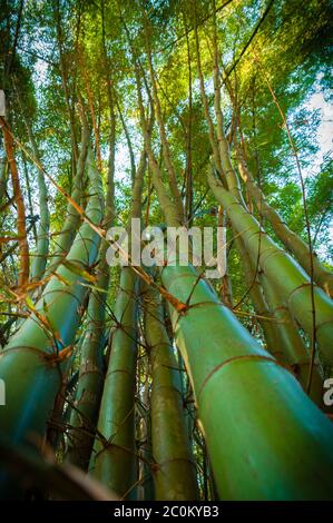 Green bent Bamboo trees Stock Photo - Alamy