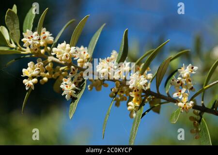 Close-up of branch of blooming olive tree with white flowers with blue ...