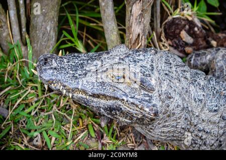 American alligator (Alligator mississippiensis), closeup of the snout ...