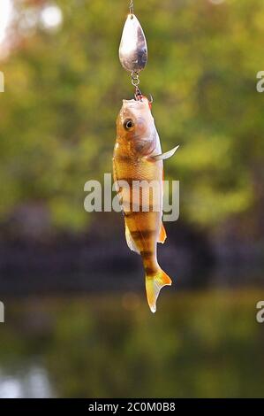 Caught Perch with spinning lure hanging over the w Stock Photo - Alamy