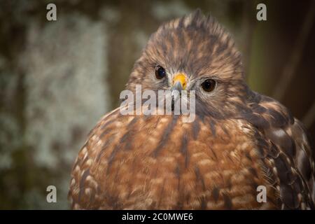Red-shouldered Hawk staring out from its perch on a pine tree in soft ...