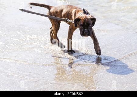 Photo of a cute brown boxer dog Stock Photo - Alamy