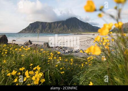 Wild flowers on a background of water Stock Photo - Alamy