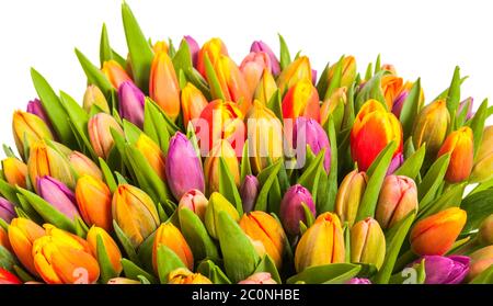 colorful fresh spring tulips Stock Photo - Alamy