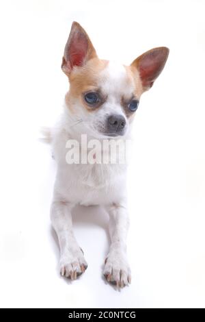 Wink of mexican dog Stock Photo - Alamy