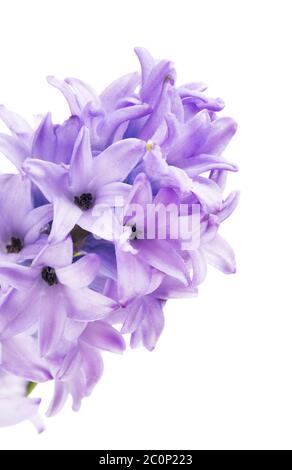 Beautiful Blue Hyacinth Stock Photo - Alamy