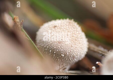 Lycoperdon perlatum mushroom, also kwnown as puffball or wolf farts ...