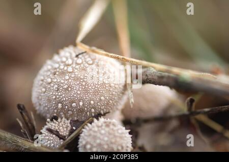 Lycoperdon perlatum mushroom, also kwnown as puffball or wolf farts ...