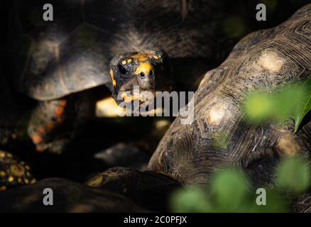 Tortoise in Road Town, Tortola, Caribbean Stock Photo - Alamy
