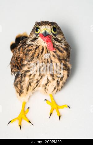 young hawk feeding with raw beef meat at the veterinary clinic Stock ...
