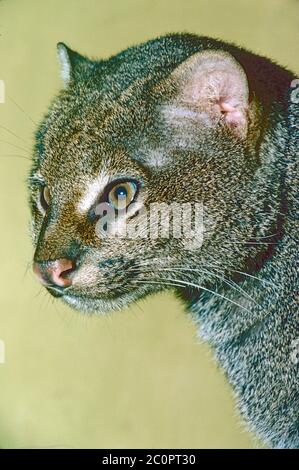 Jaguarundi (Herpailurus yagouaroundi) - Central and South American ...